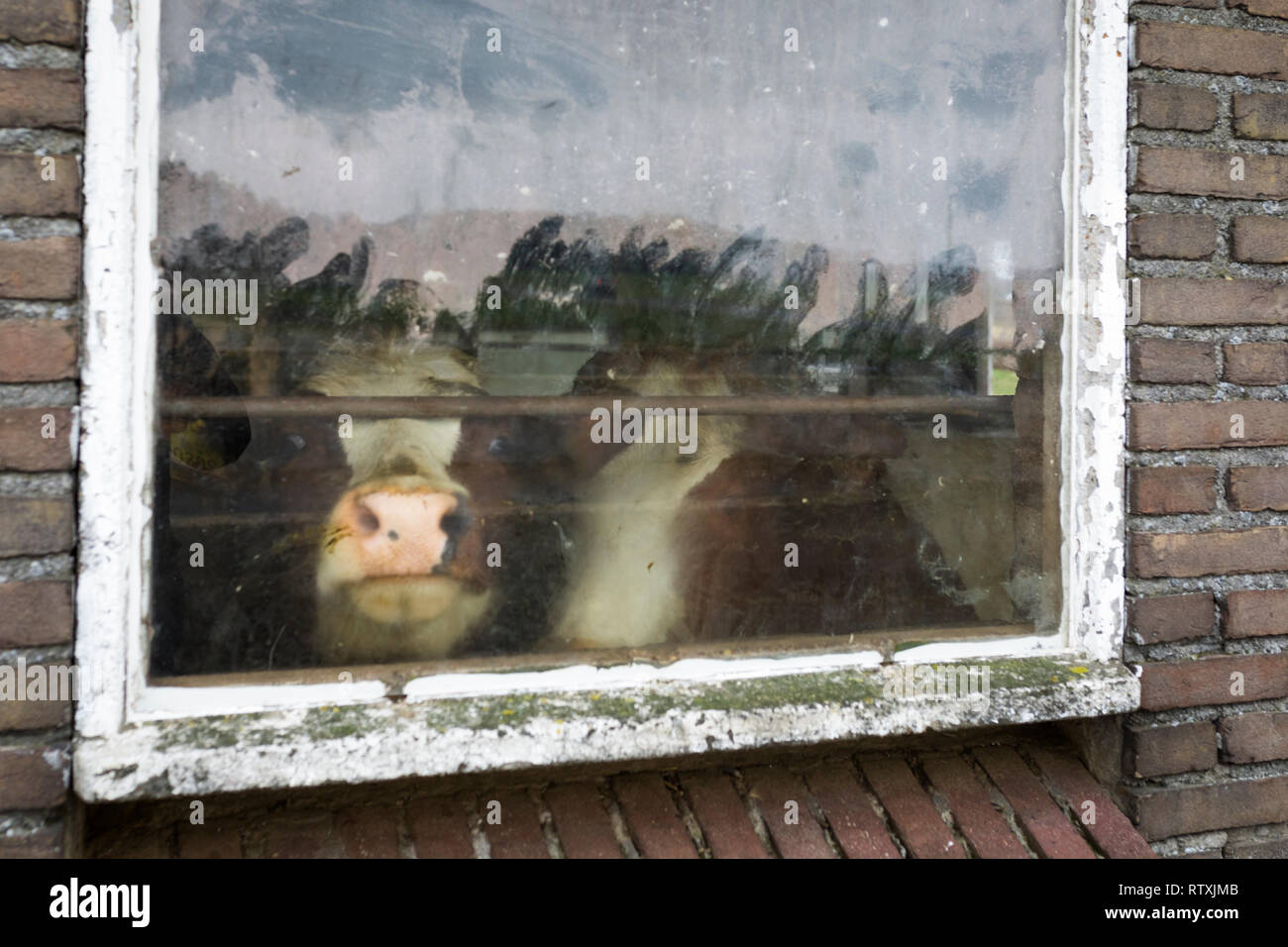 Red Holstein cows curiously looking out of an old barn window Stock ...