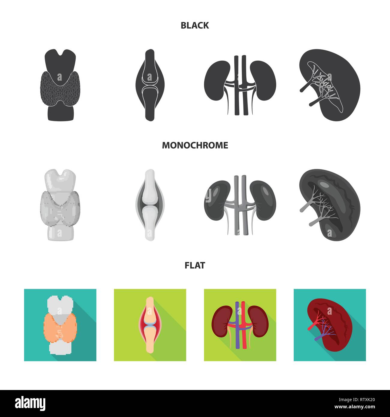 Muscle dorsal bone kidney Cut Out Stock Images & Pictures - Alamy