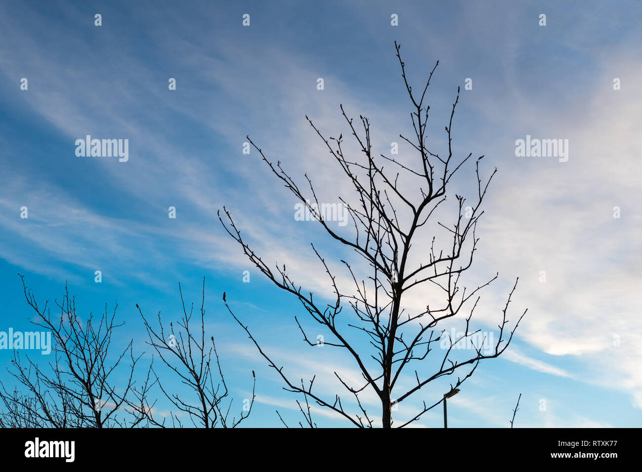 Tree Branch without leaves, autumn,winter. With sky background Stock ...