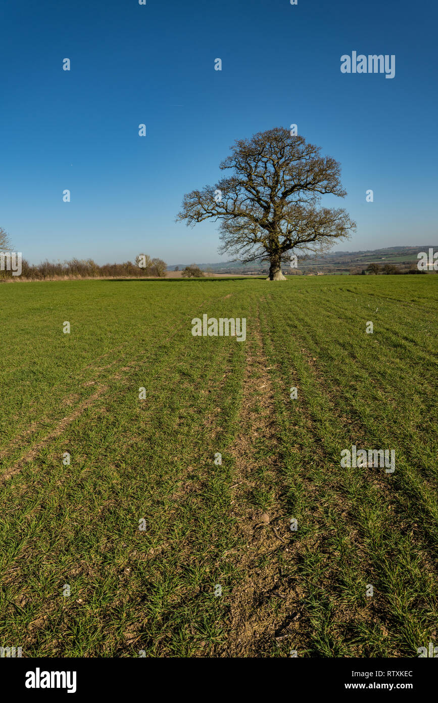 English countryside scene mature trees hi-res stock photography and ...