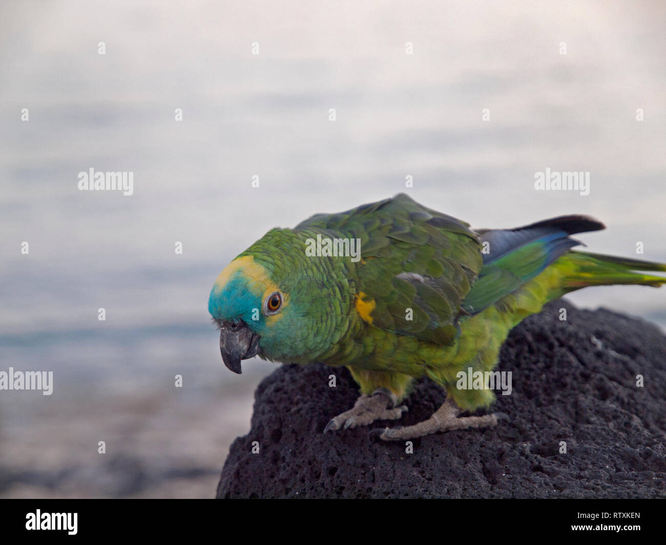 Clipped wings hi-res stock photography and images - Alamy