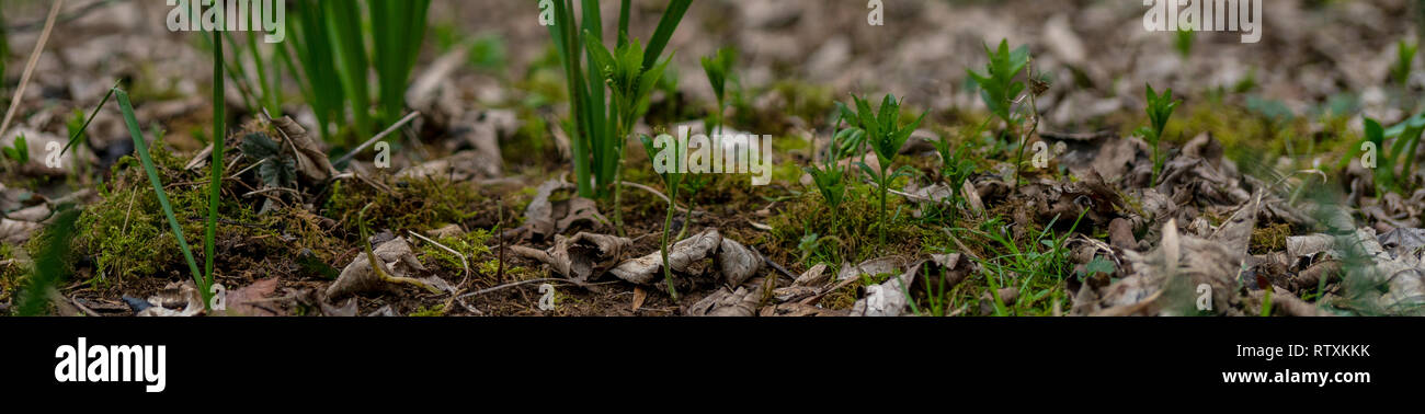 Nature spring regeneration banner image Stock Photo - Alamy