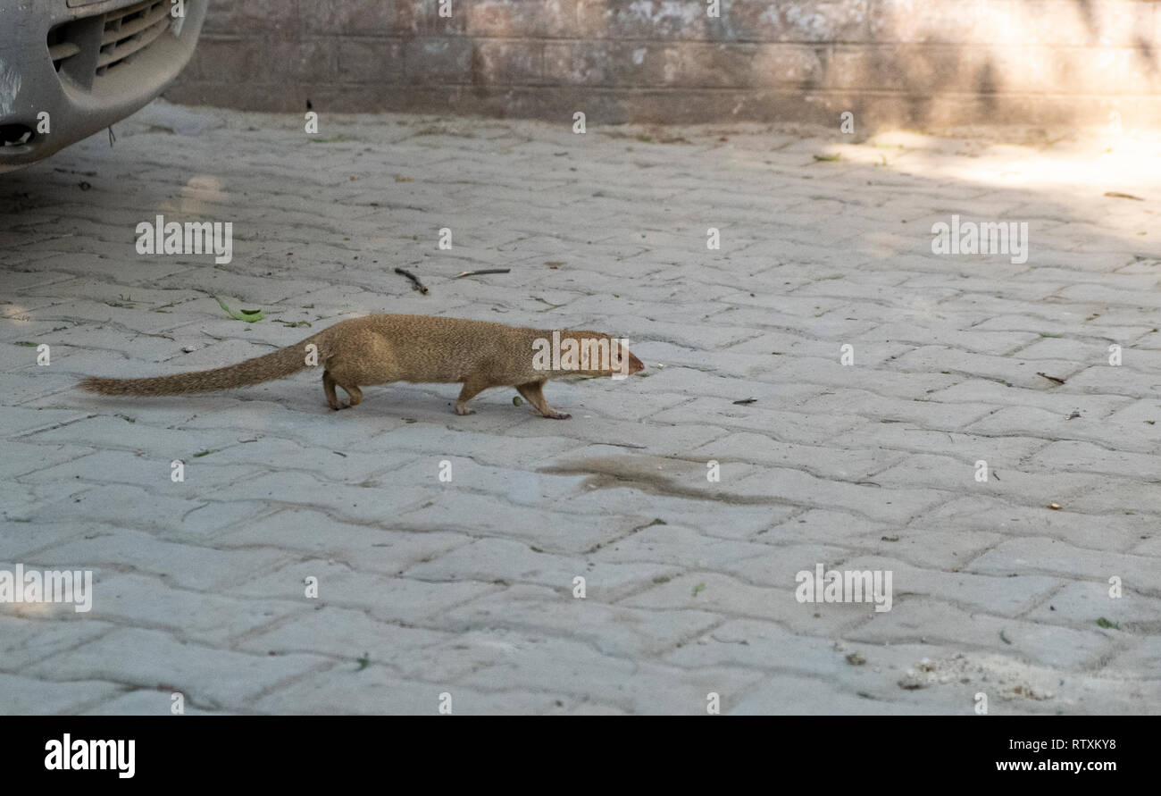 Herpestidae images hi-res stock photography and images - Alamy