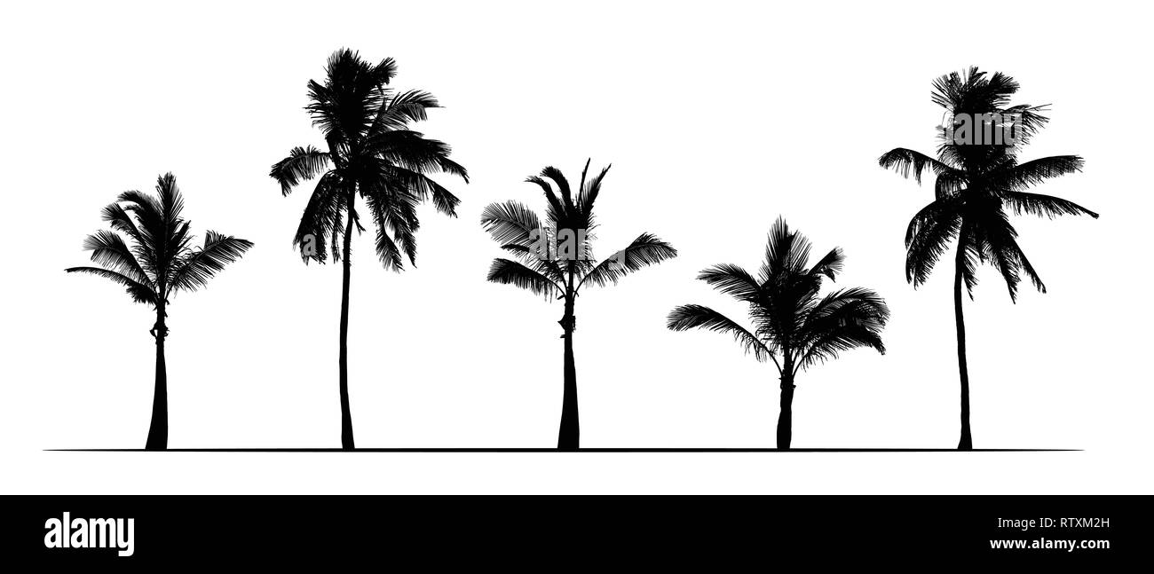 Set of realistic silhouettes of palm trees. Isolated on white ...