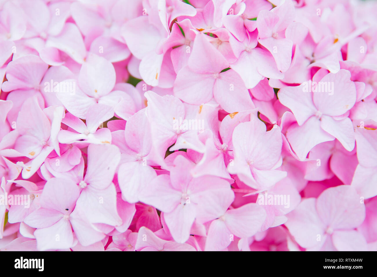 Hydrangeas watercolor hi-res stock photography and images - Alamy
