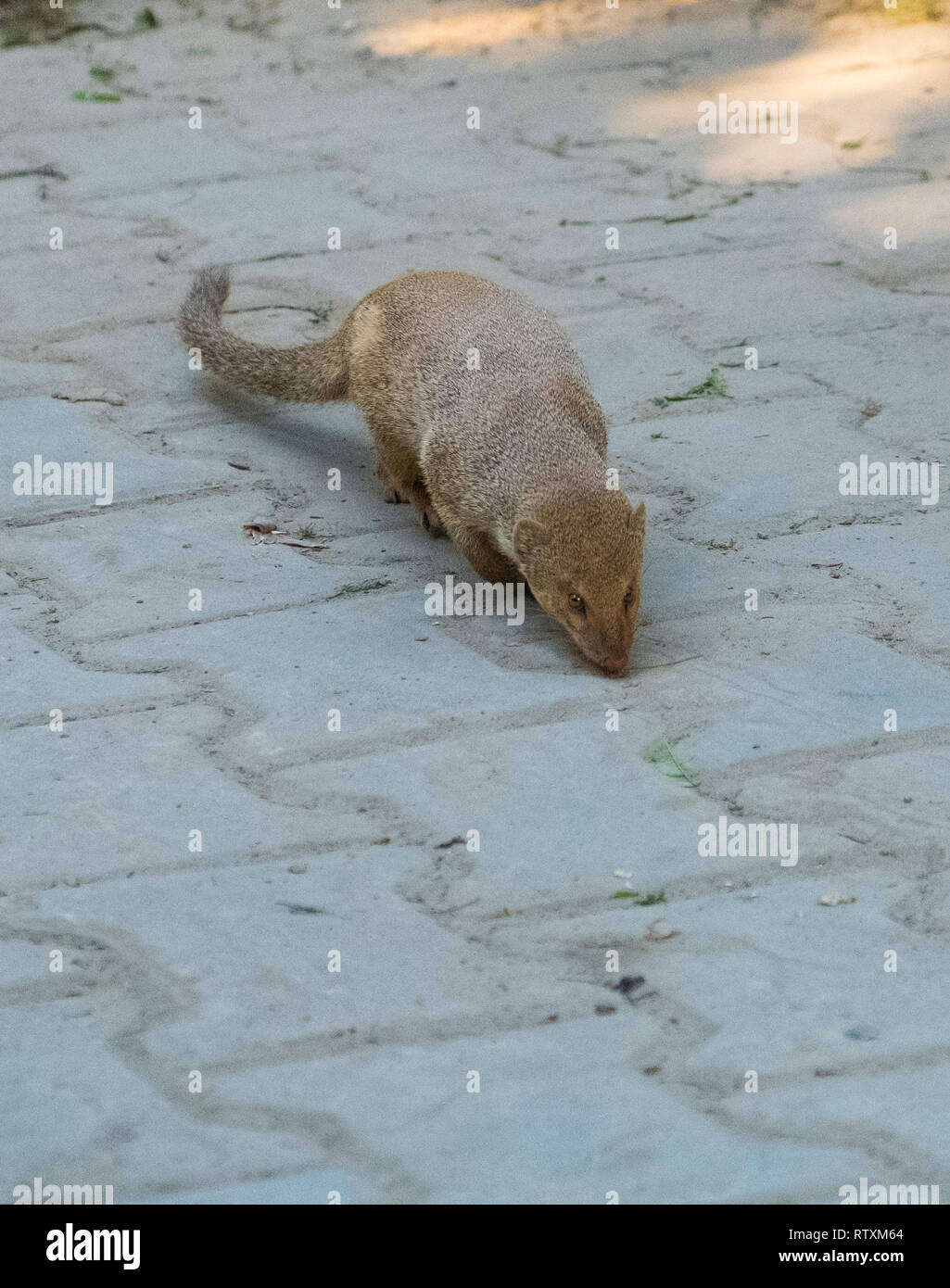 Indian grey mongoose, images taken around the Dargah Matka Peer Stock ...