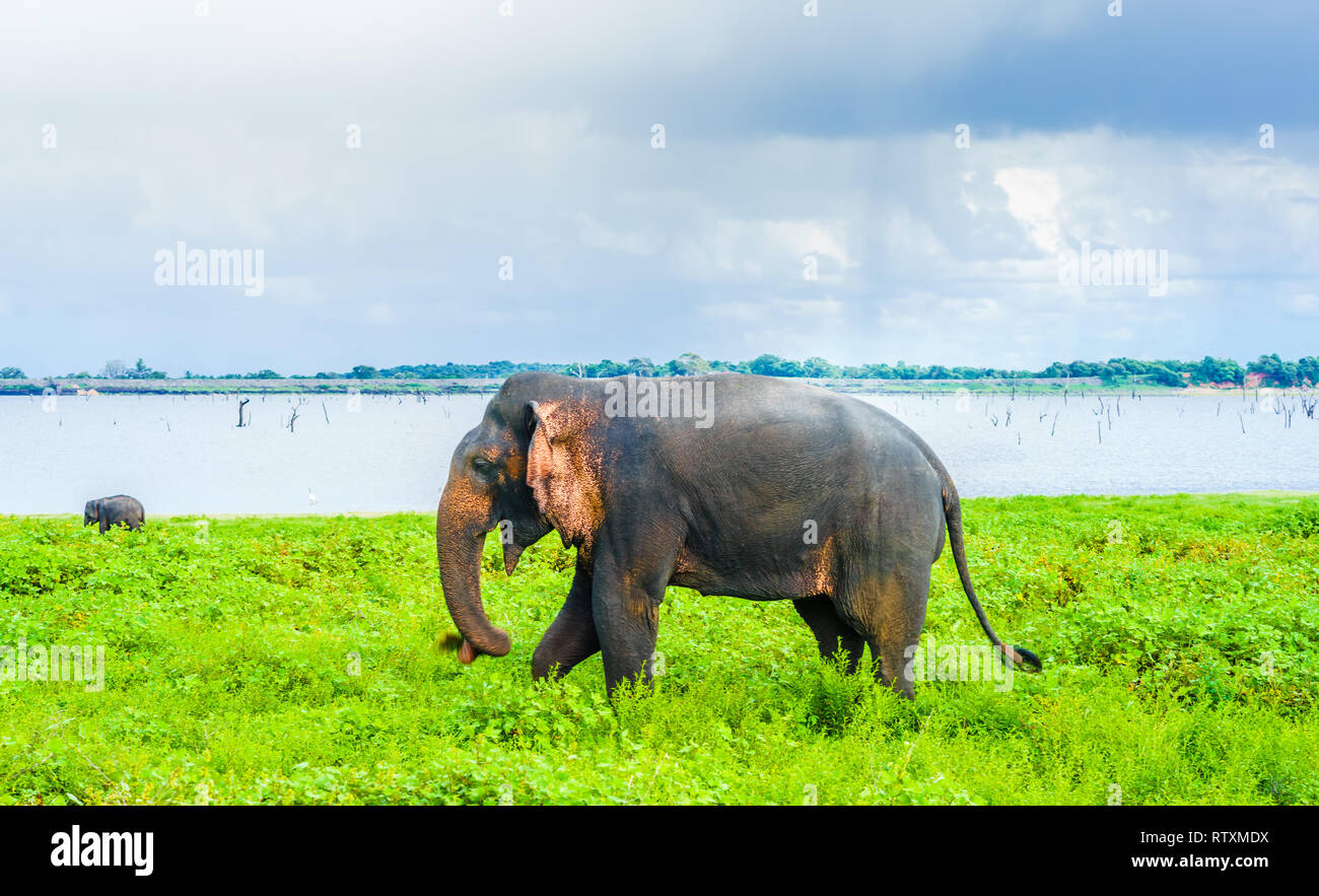 View on elephant in Kaudulla national park, Sri Lanka Stock Photo - Alamy