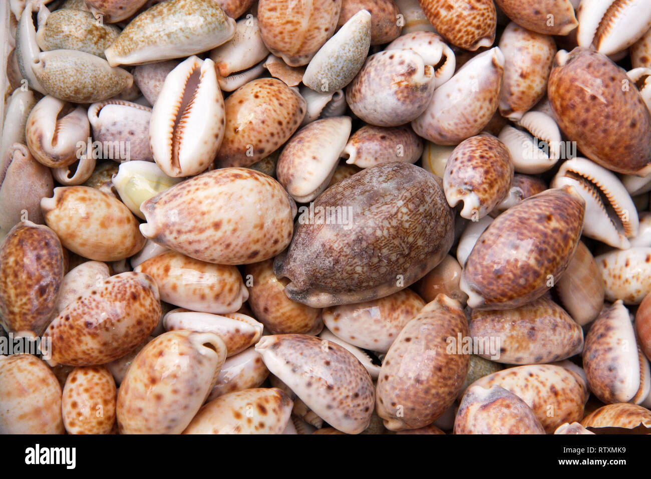 seashells as a background on the counter market Stock Photo - Alamy