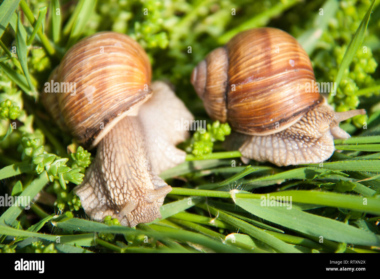 Snails in grass snail garden hi-res stock photography and images - Alamy
