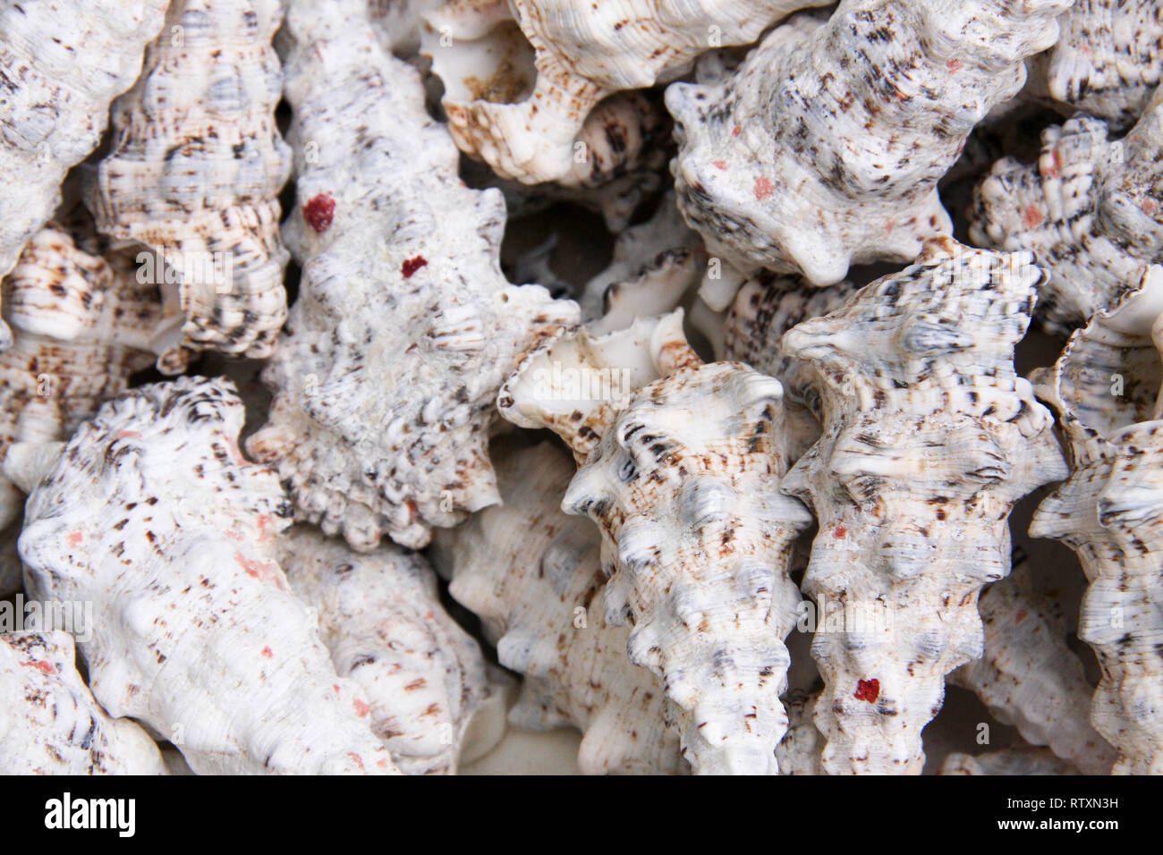 Group empty seashells on hi-res stock photography and images - Alamy