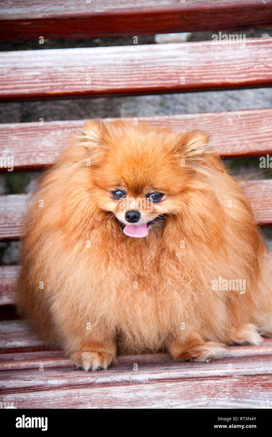 Dog on a bench hi-res stock photography and images - Alamy
