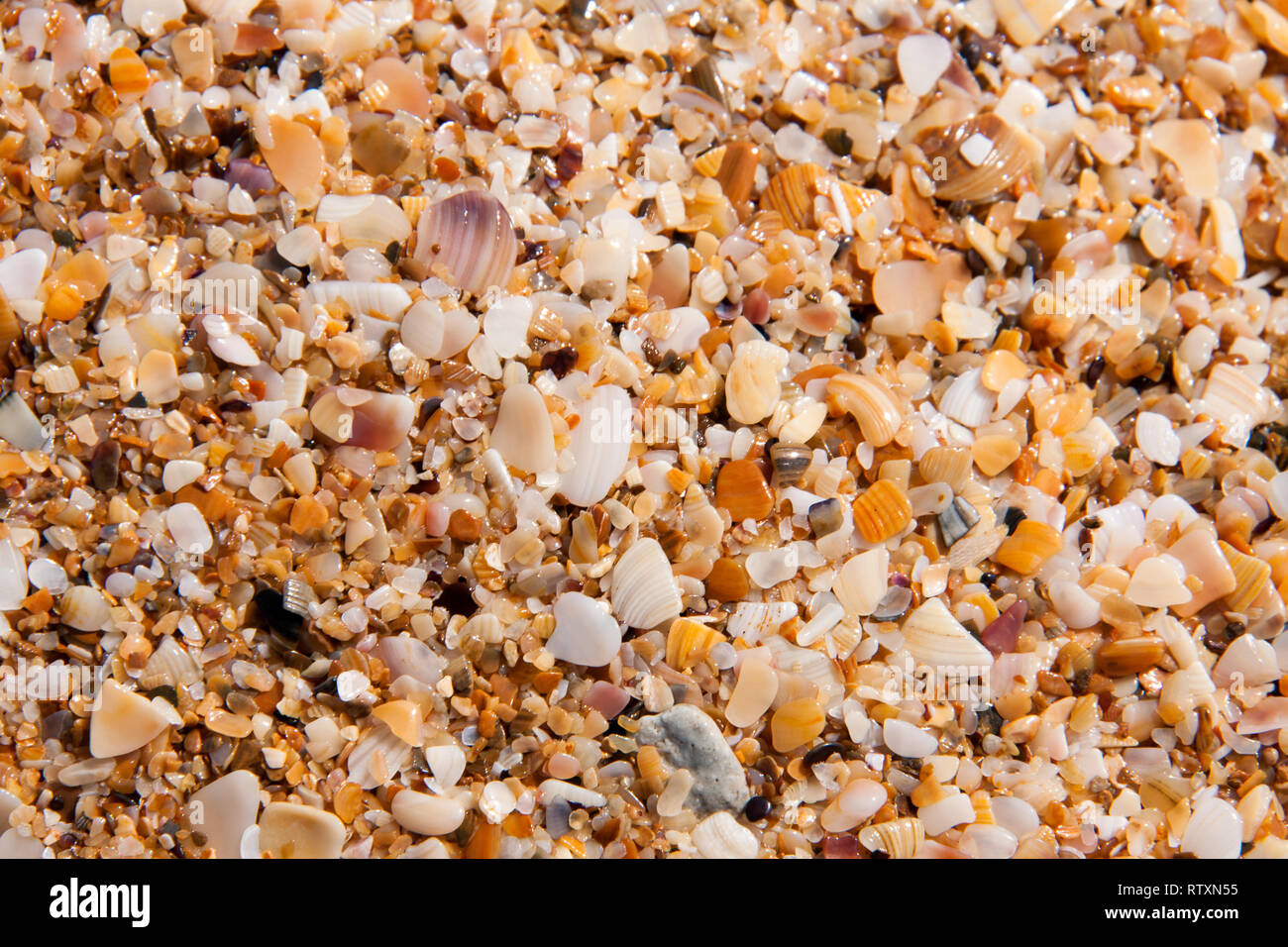 sand of small shells on the coast as background closeup Stock Photo - Alamy