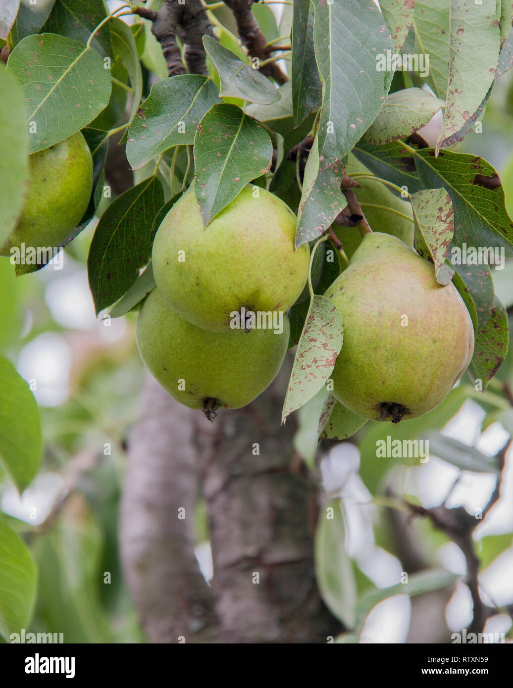 pears hanging on tree branch in a garden summer Stock Photo - Alamy