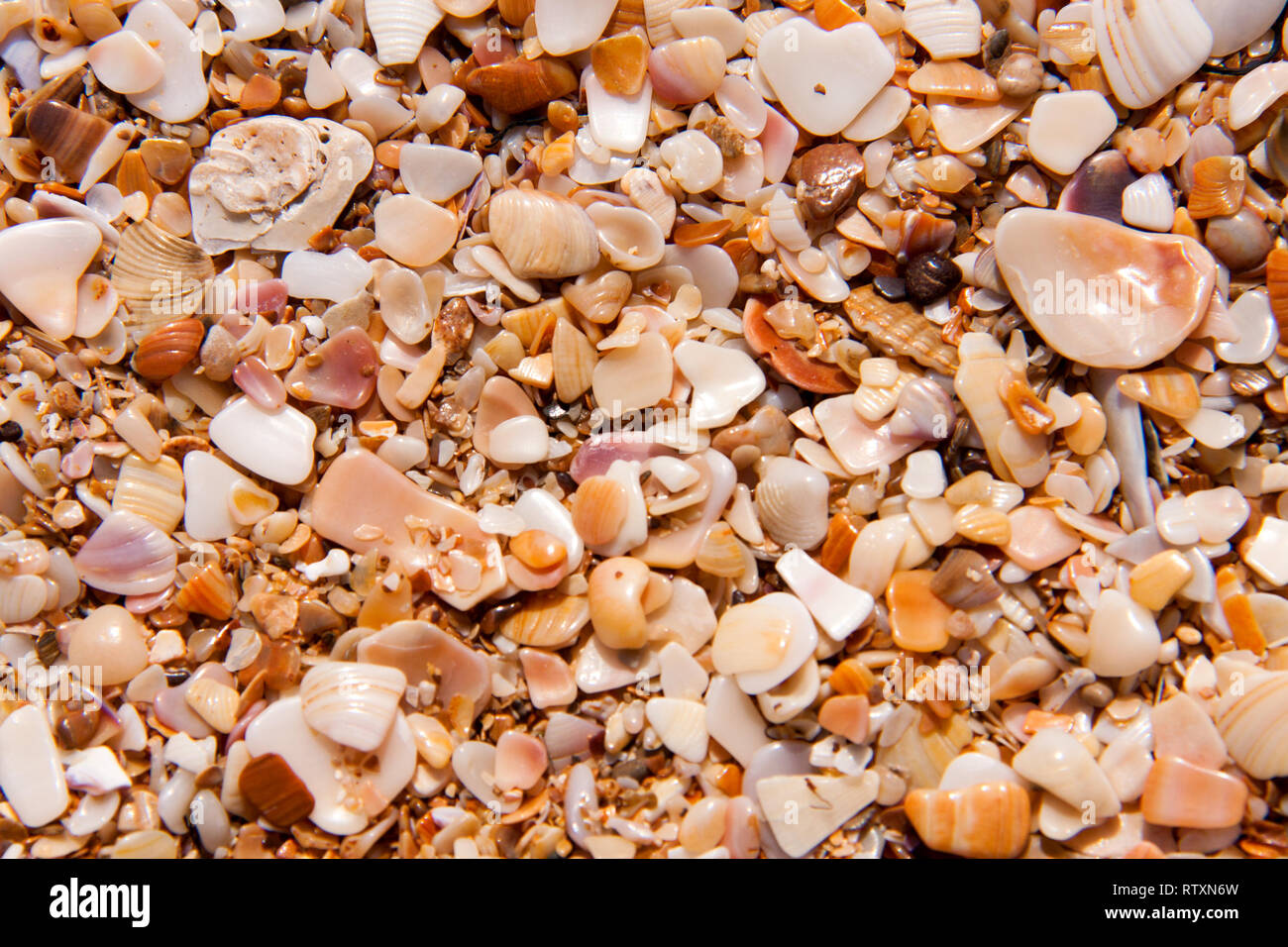 Coquina shells on white hi-res stock photography and images - Alamy