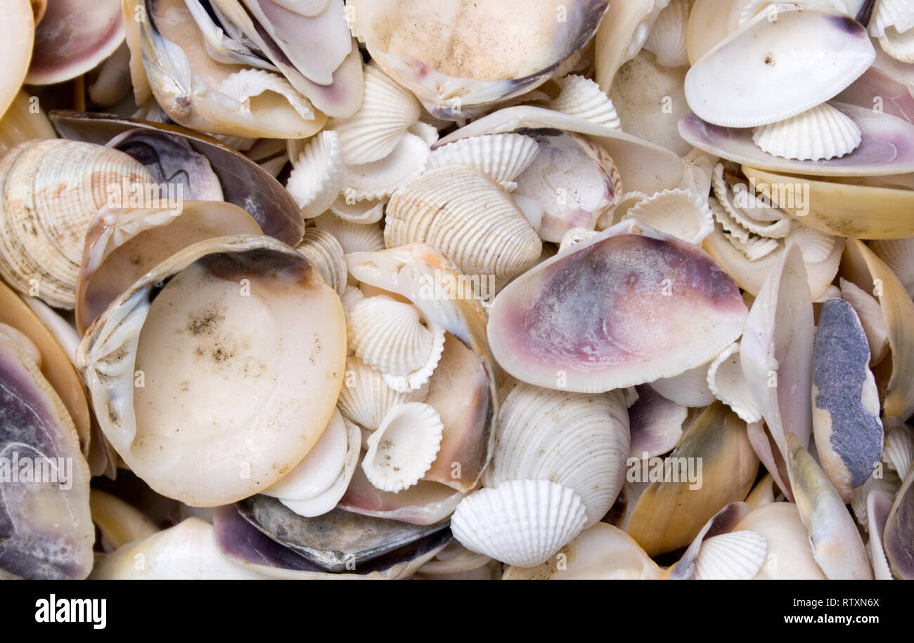 seashells as a background on the counter market Stock Photo - Alamy