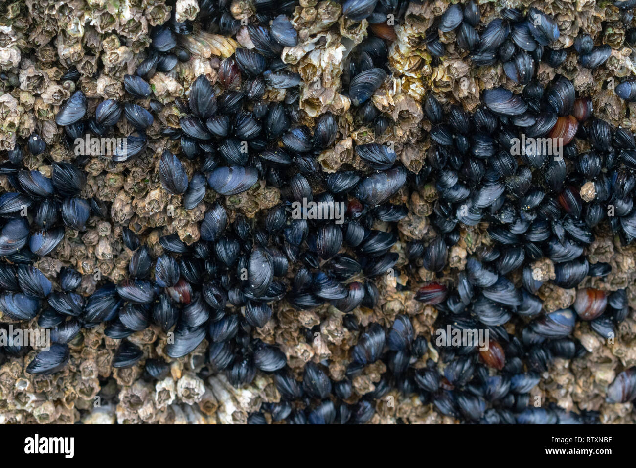 Blue Mussels and Barnacles On Whidbey Island Washington Beach Stock ...