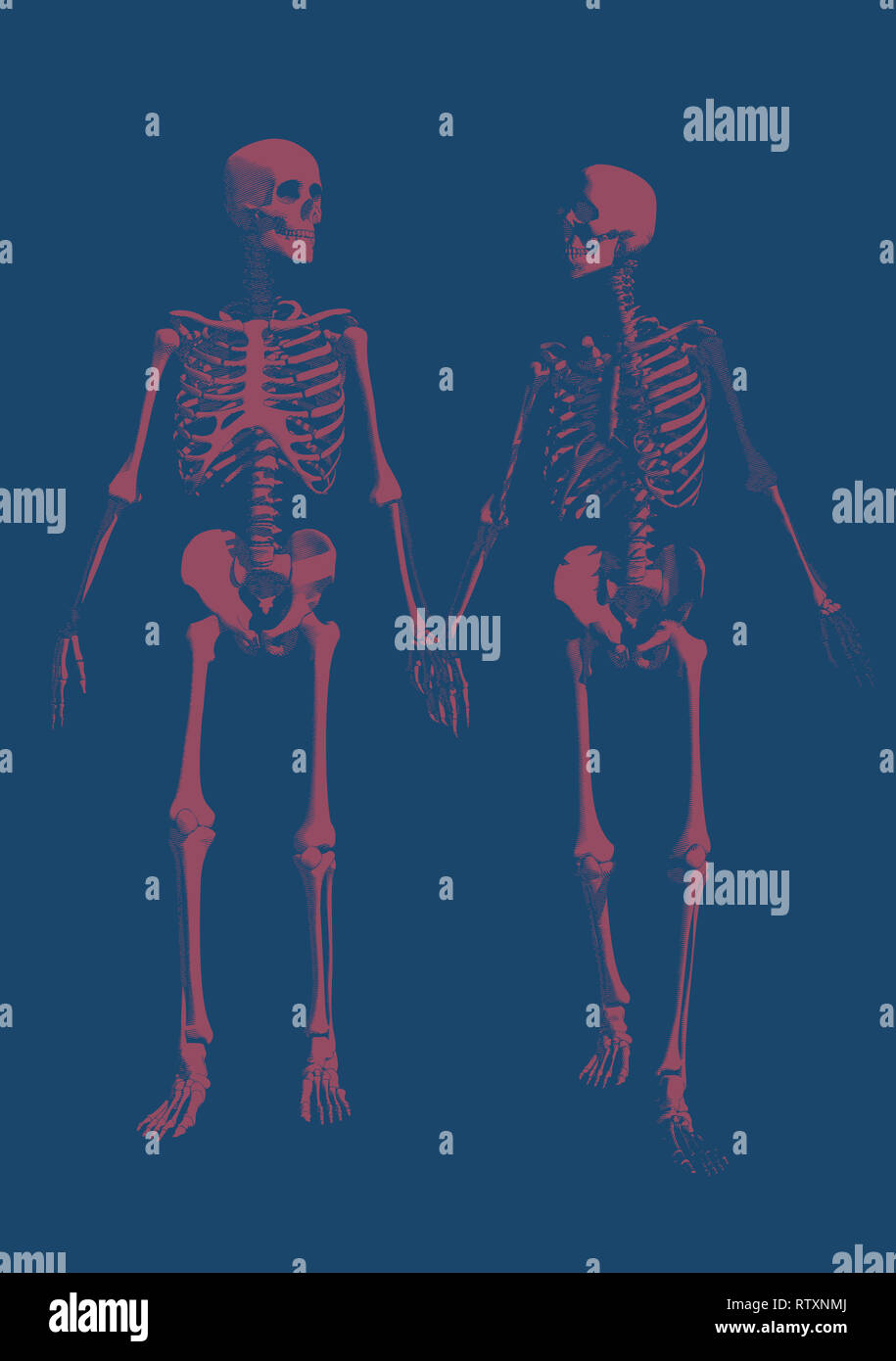 A couple of engraving skeleton in holding hand action illustration ...