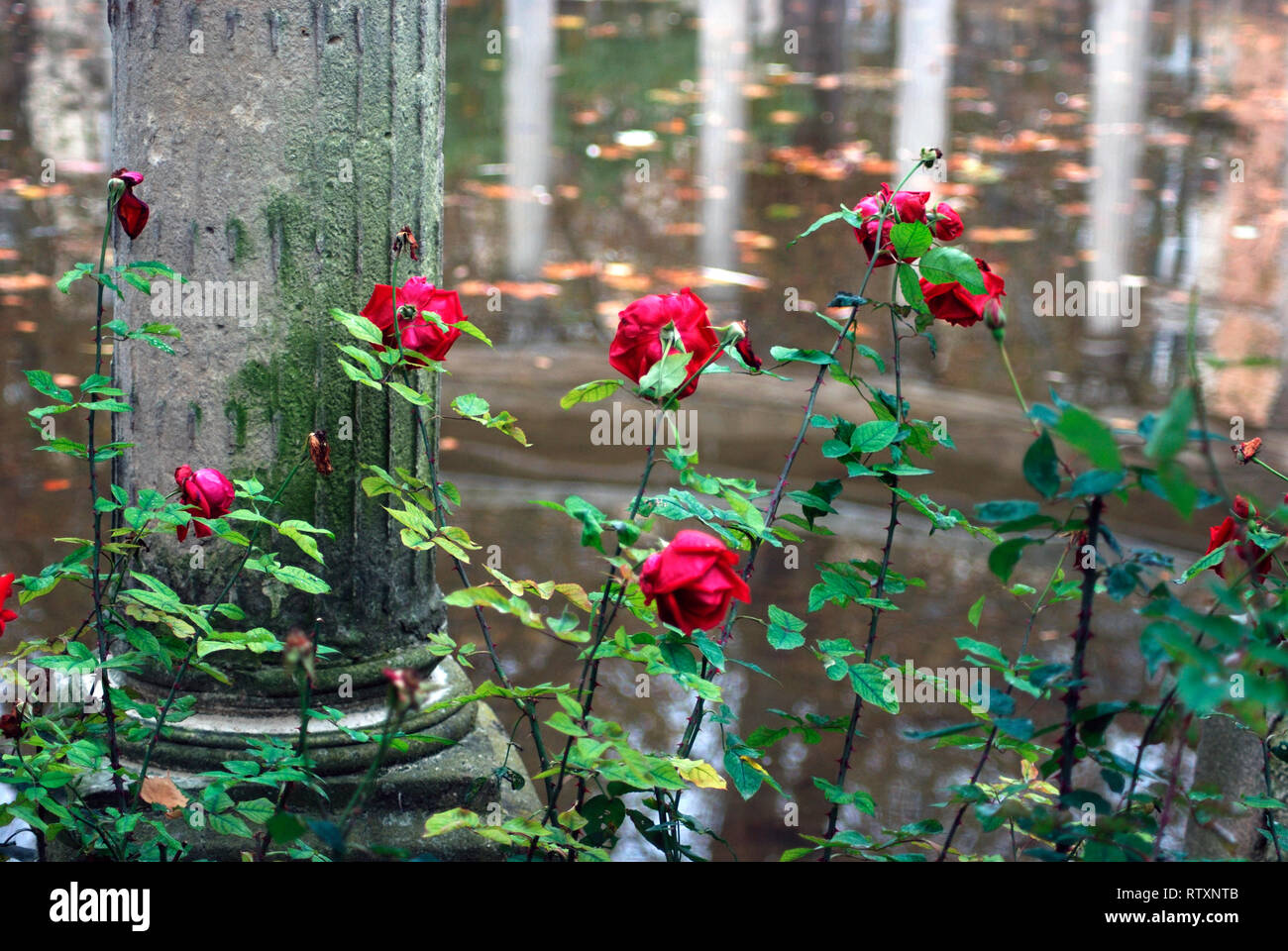 Roses and columns Stock Photo - Alamy