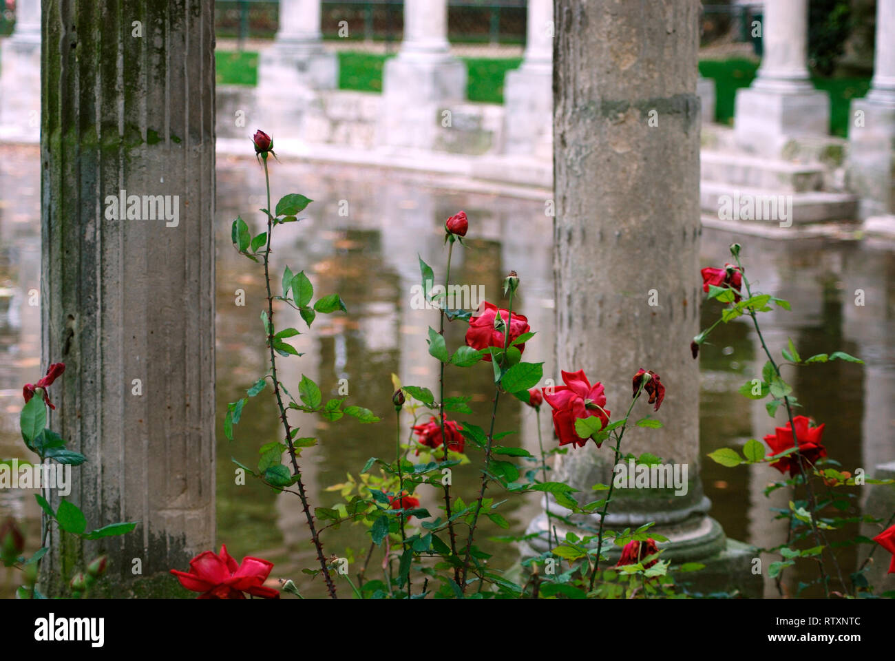 Rose column pond hi-res stock photography and images - Alamy