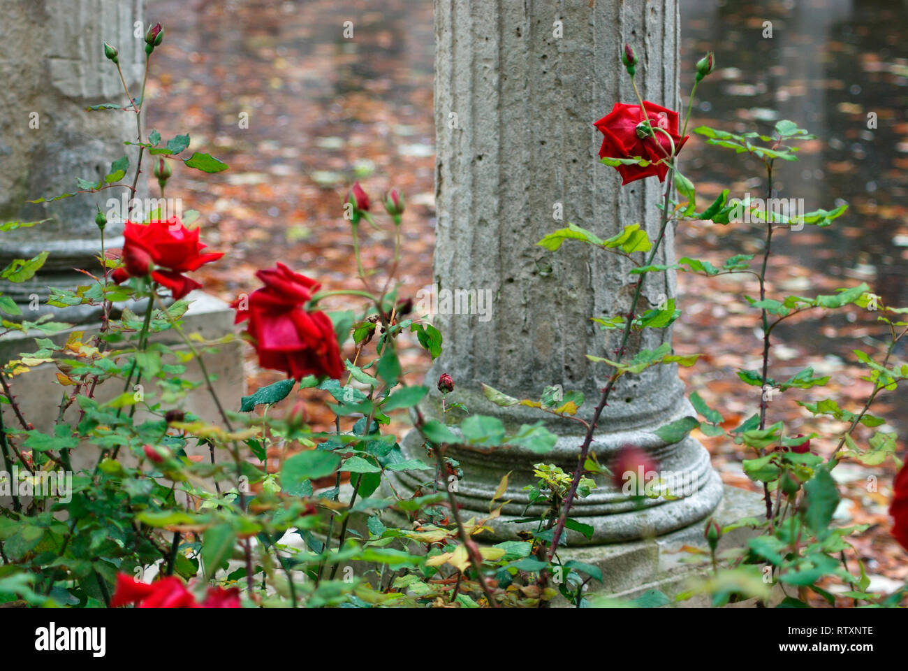 Roses and columns Stock Photo - Alamy