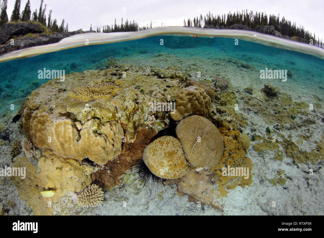 A diverse coral head in La Piscine Naturelle at D'Oro Bay, Iles des ...