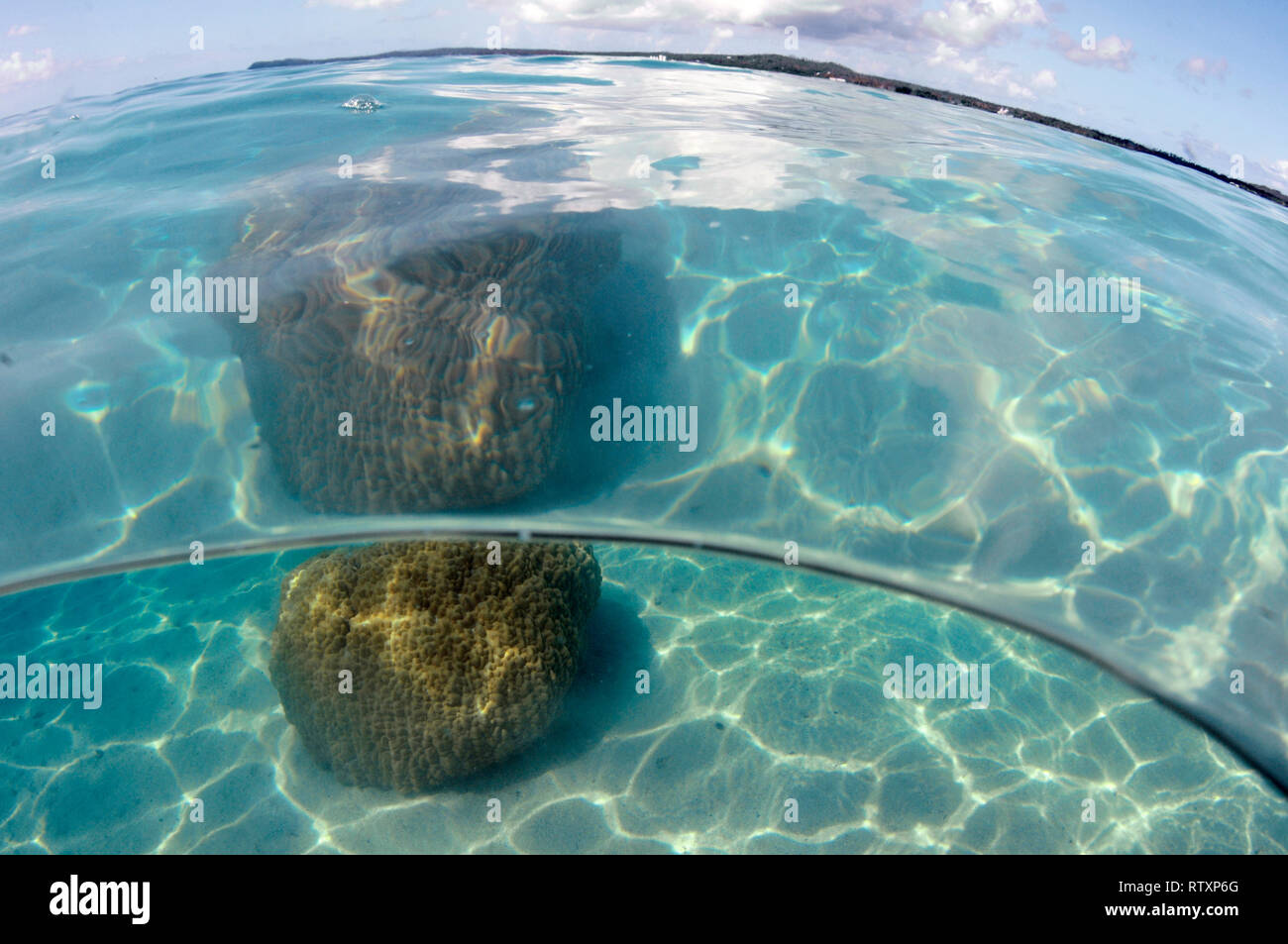 Coral head in the shallow area of Nukuatea islet, Wallis island, Wallis ...