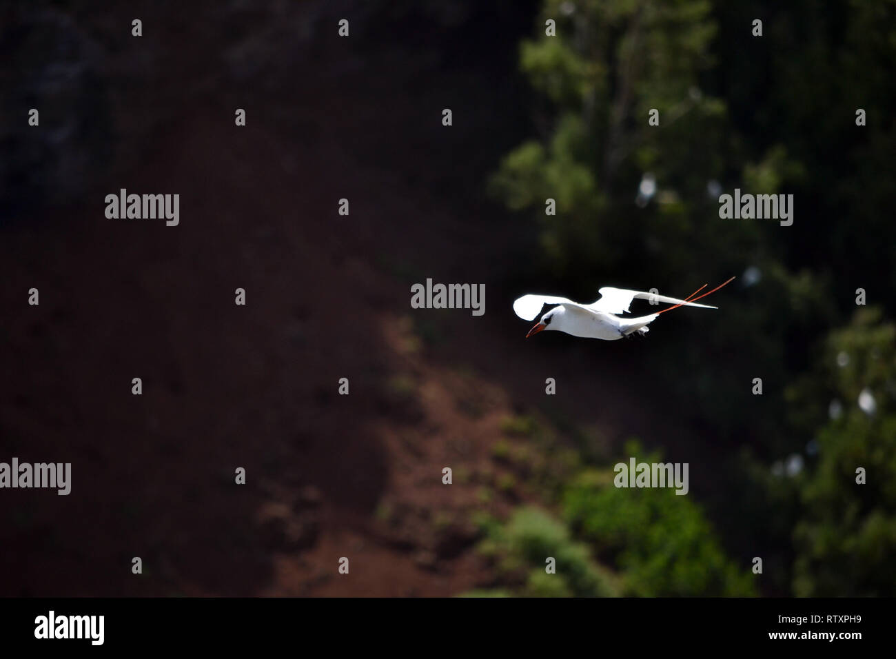 Species white tailed tropic bird hi-res stock photography and images ...