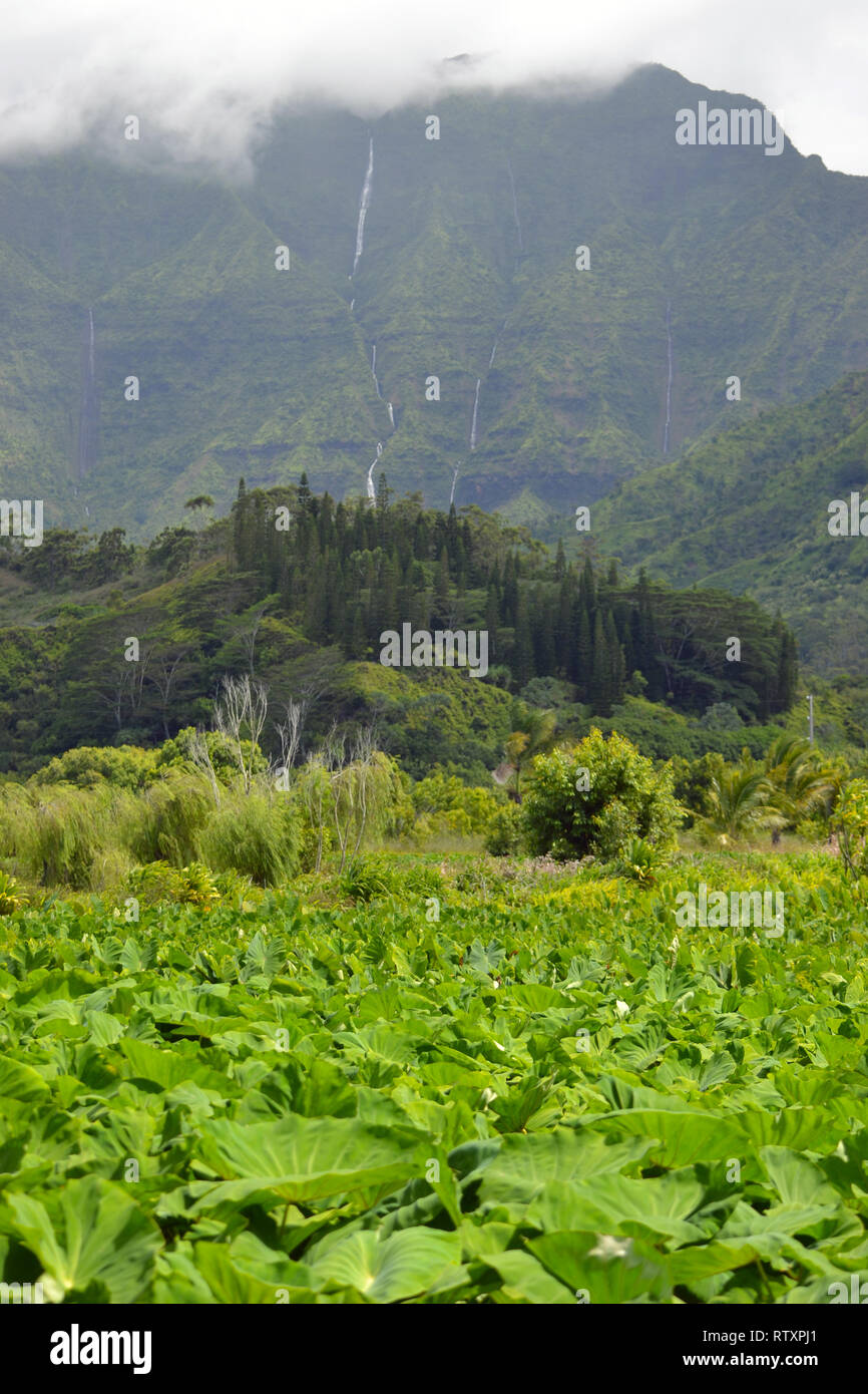 Namolokama hi-res stock photography and images - Alamy