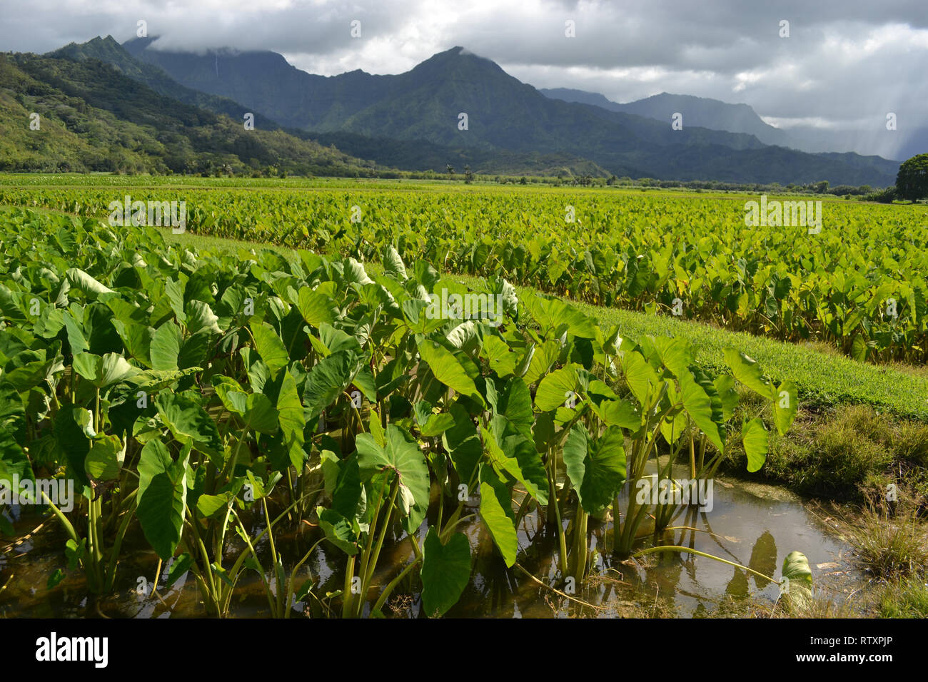 Kalo field hi-res stock photography and images - Alamy
