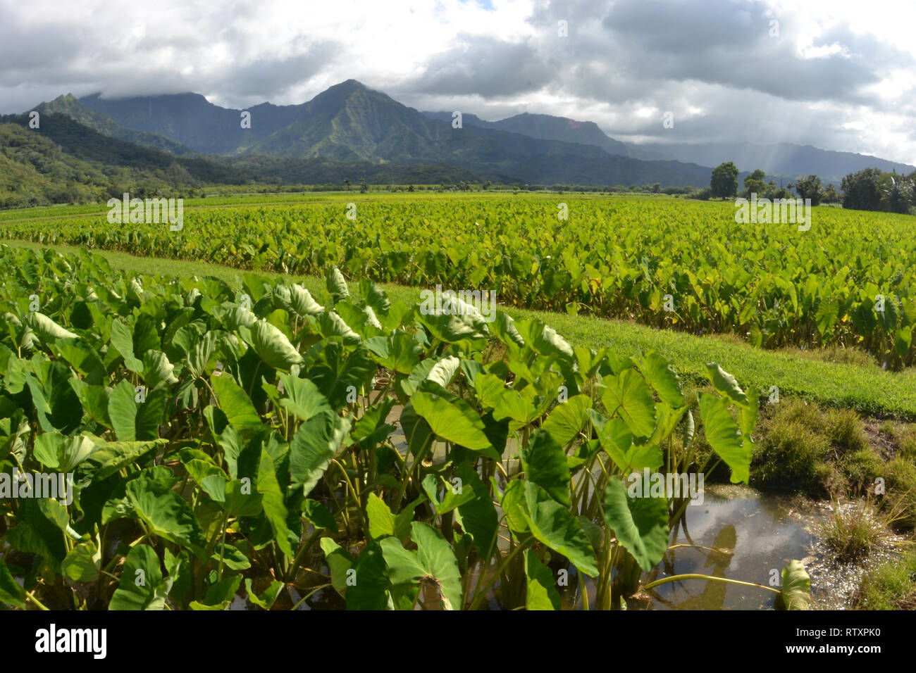 Taro plantation hi-res stock photography and images - Alamy