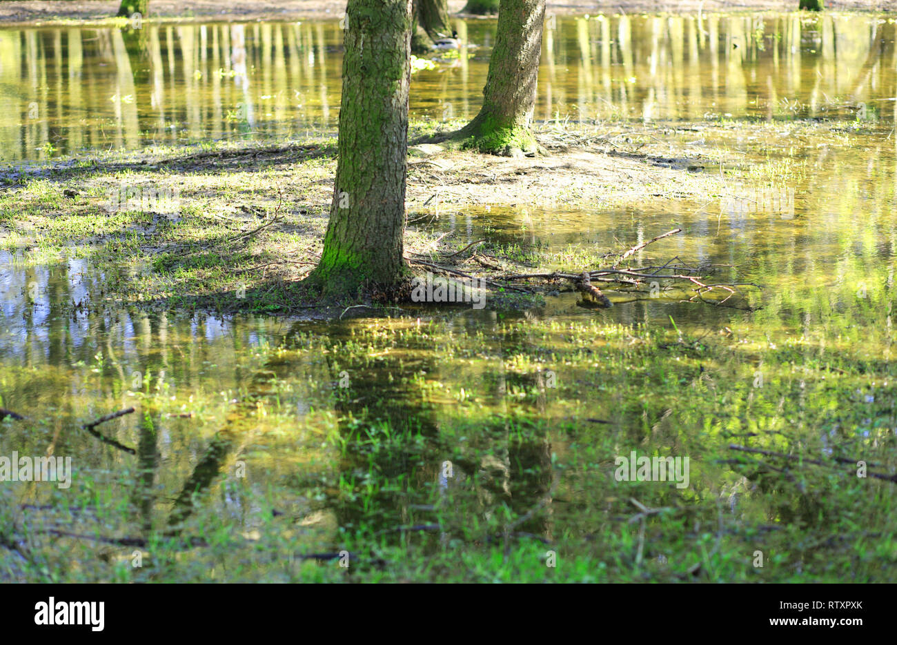 small puddle in city park at spring Stock Photo - Alamy