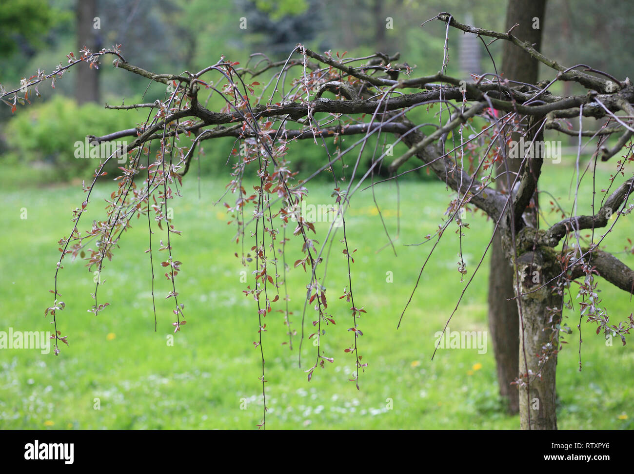tree at spring day Stock Photo - Alamy
