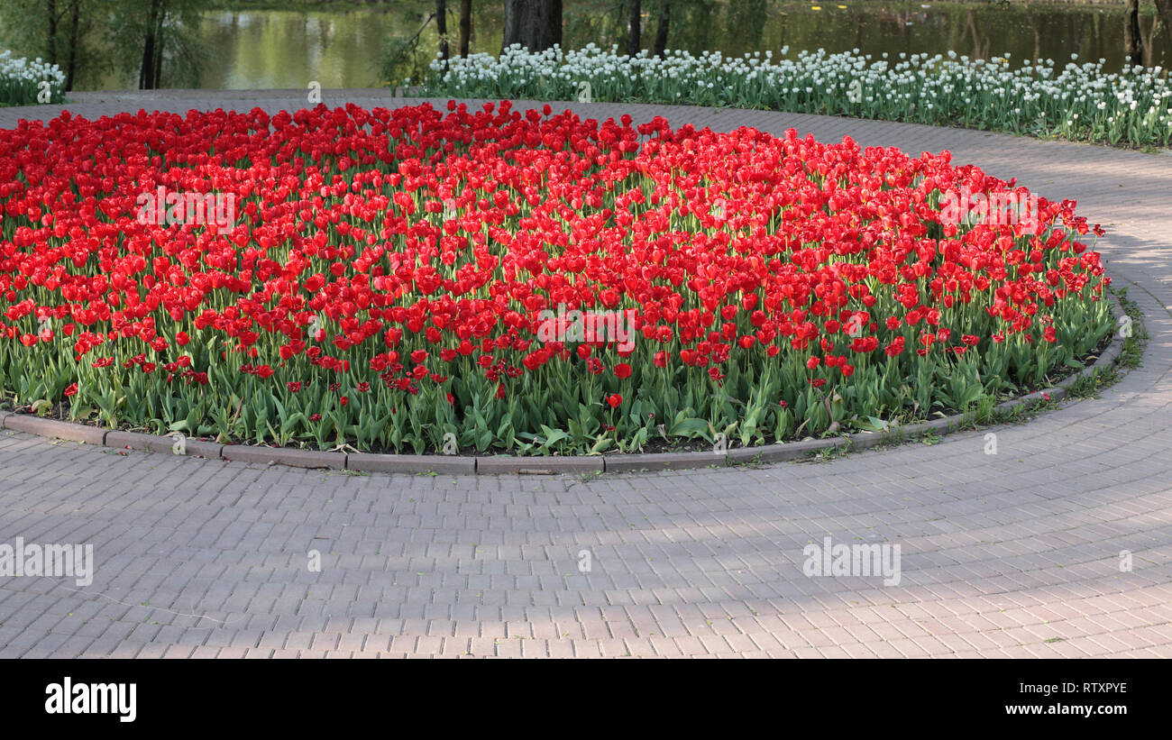 Red Tulip at Spring Stock Photo - Alamy