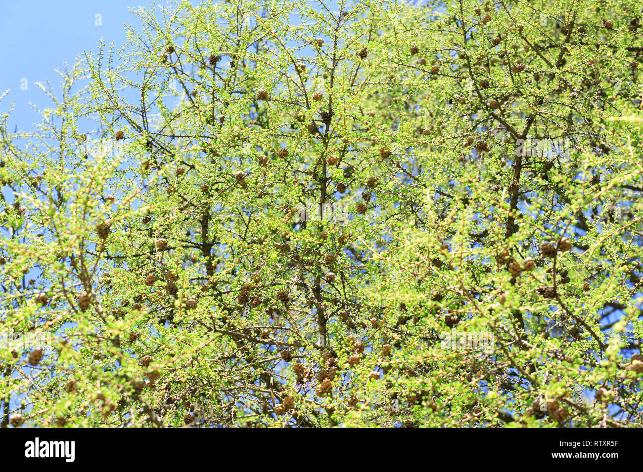 tree at spring in park Stock Photo - Alamy