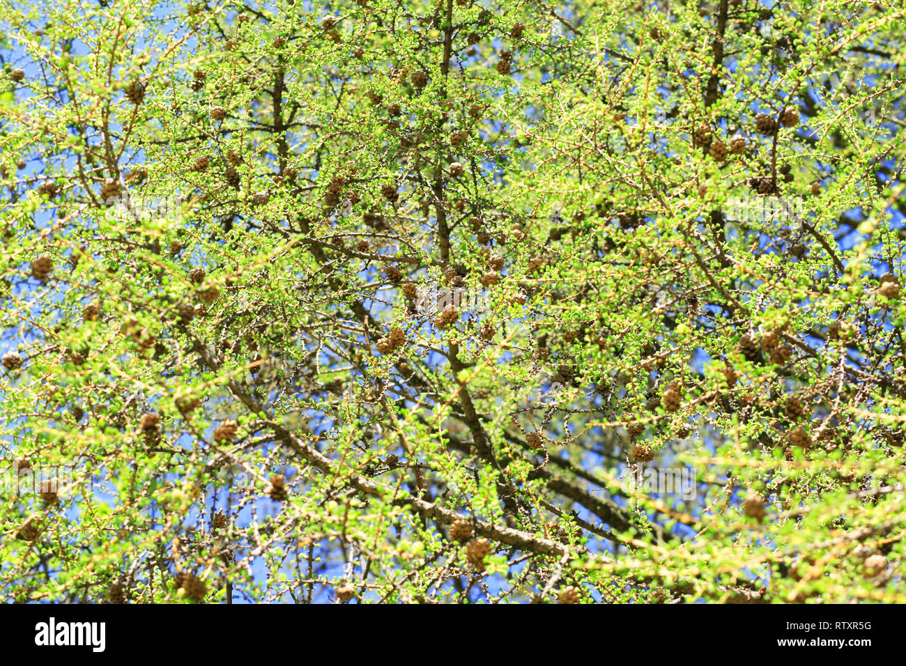 tree at spring in park Stock Photo - Alamy