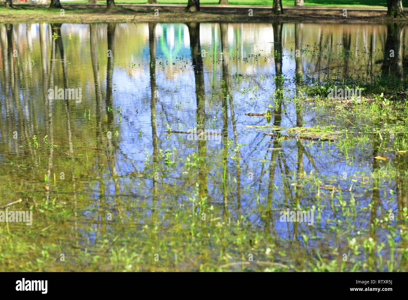 small puddle in city park at spring Stock Photo - Alamy