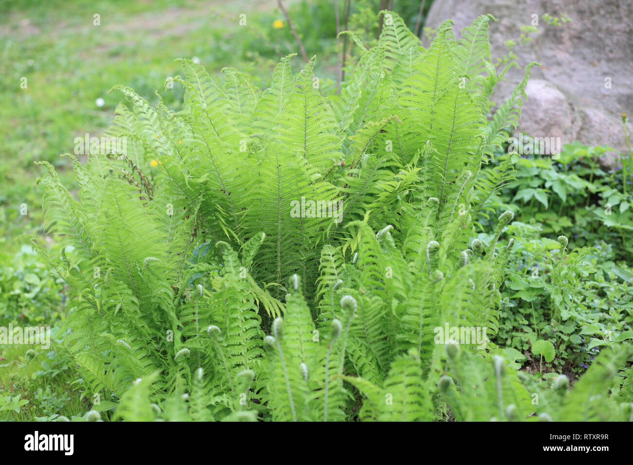green fern at day Stock Photo - Alamy