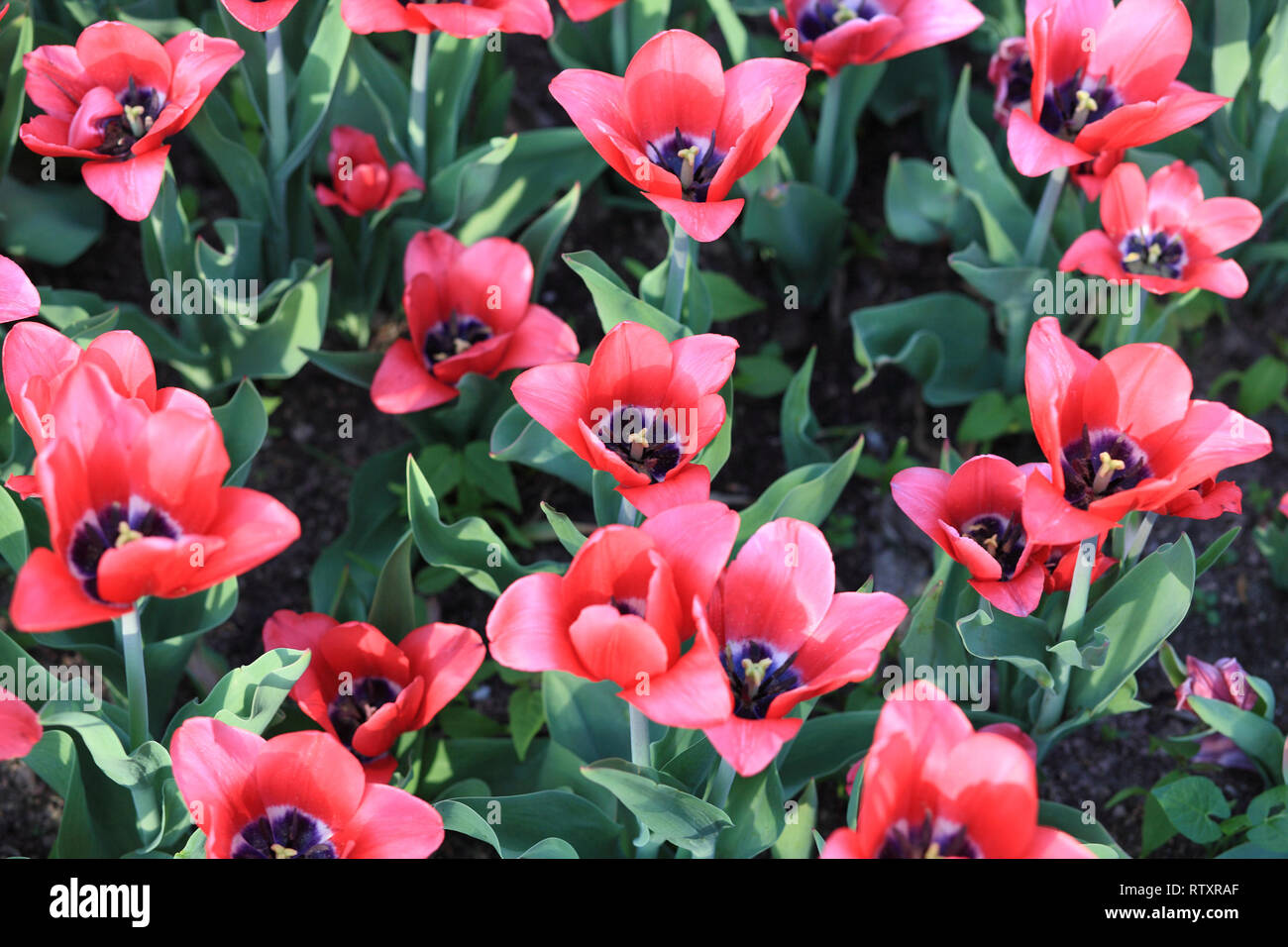 red tulip at spring on Earth Stock Photo - Alamy