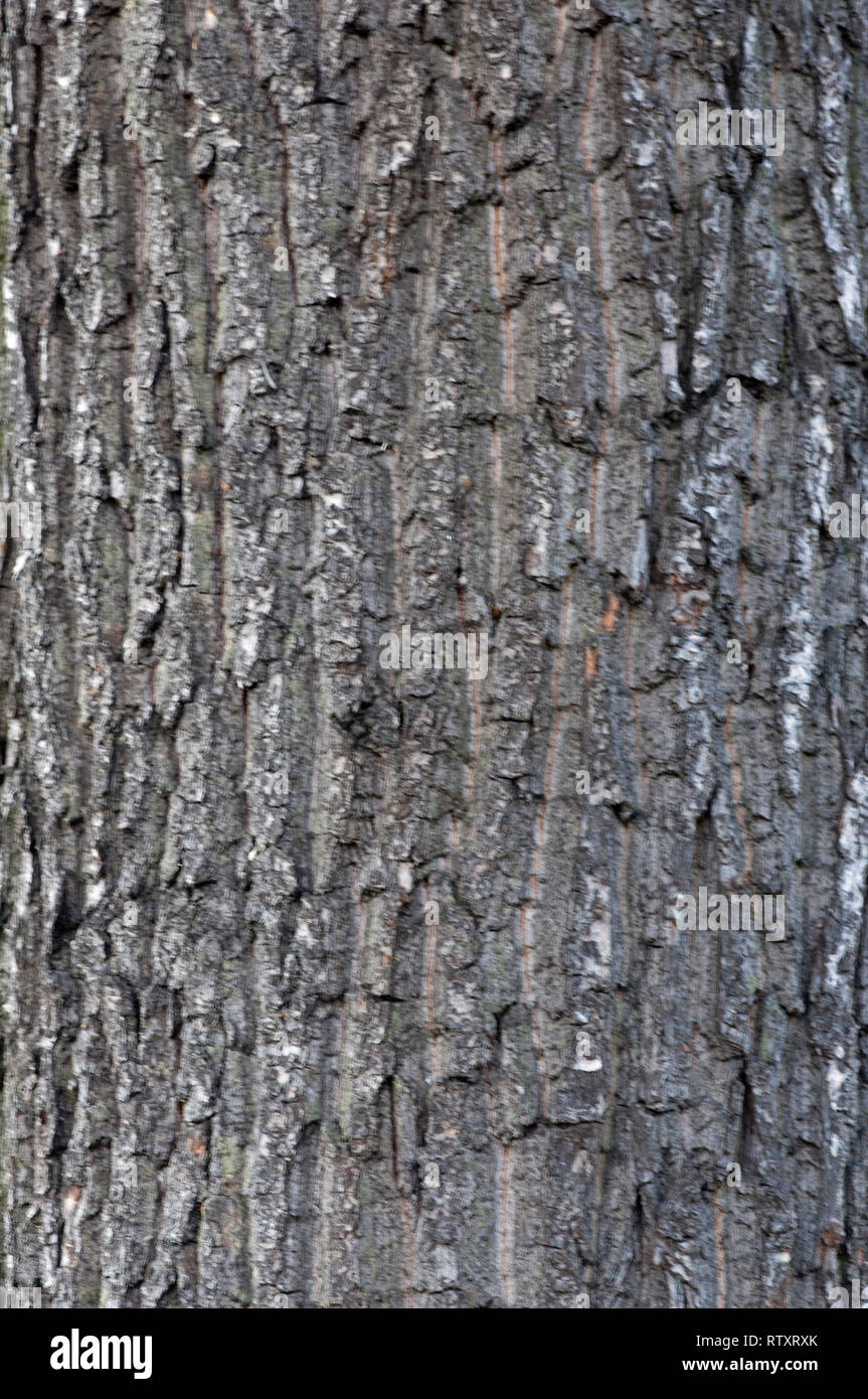 High resolution image. Tree bark. Thick tree trunk. Texture of a bark ...