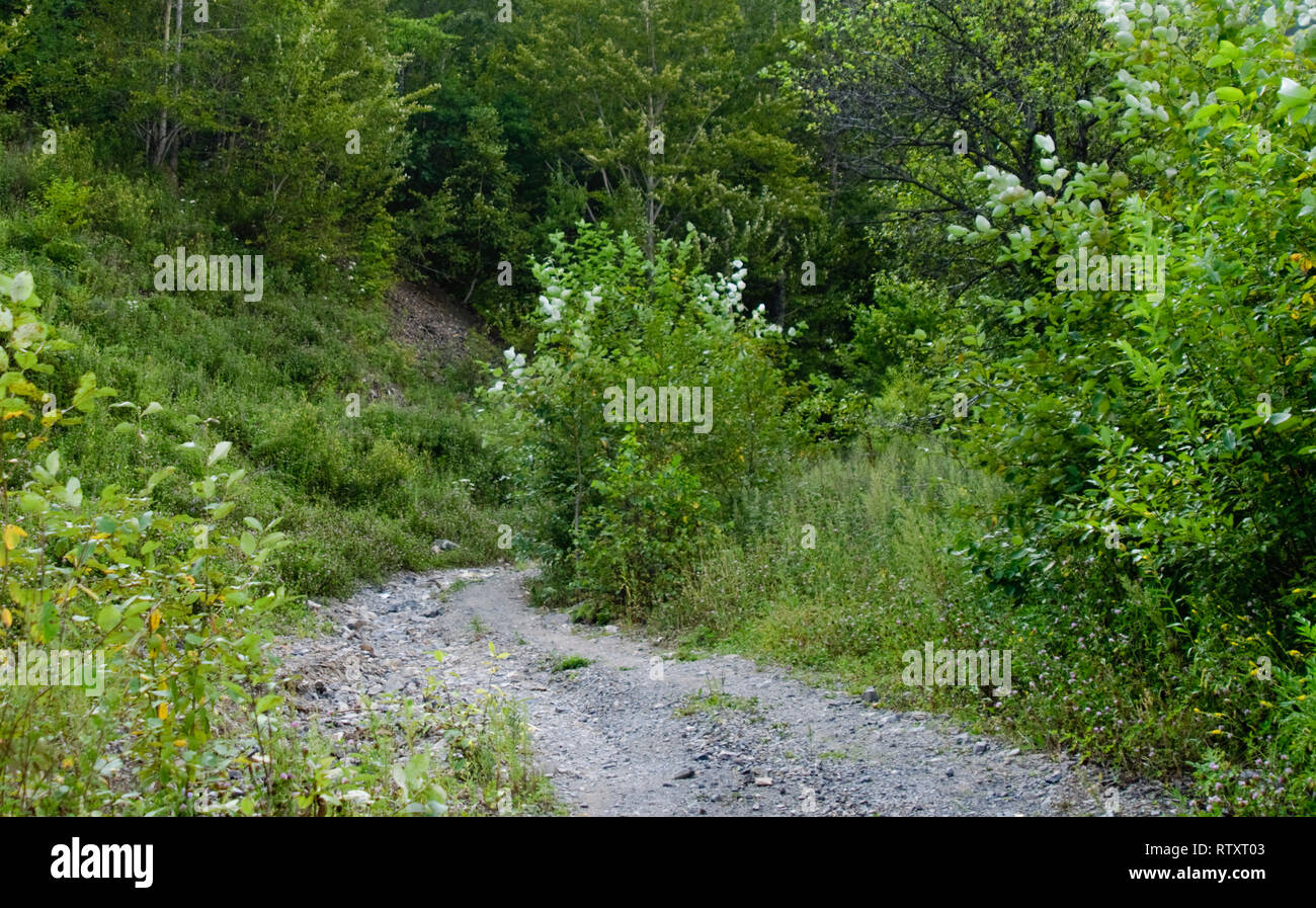 Dense tangle of foliage hi-res stock photography and images - Alamy