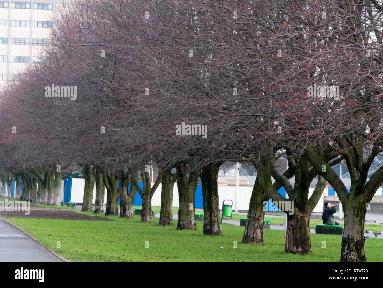 Autumn in the park. High resolution image. The city of Kaliningrad ...