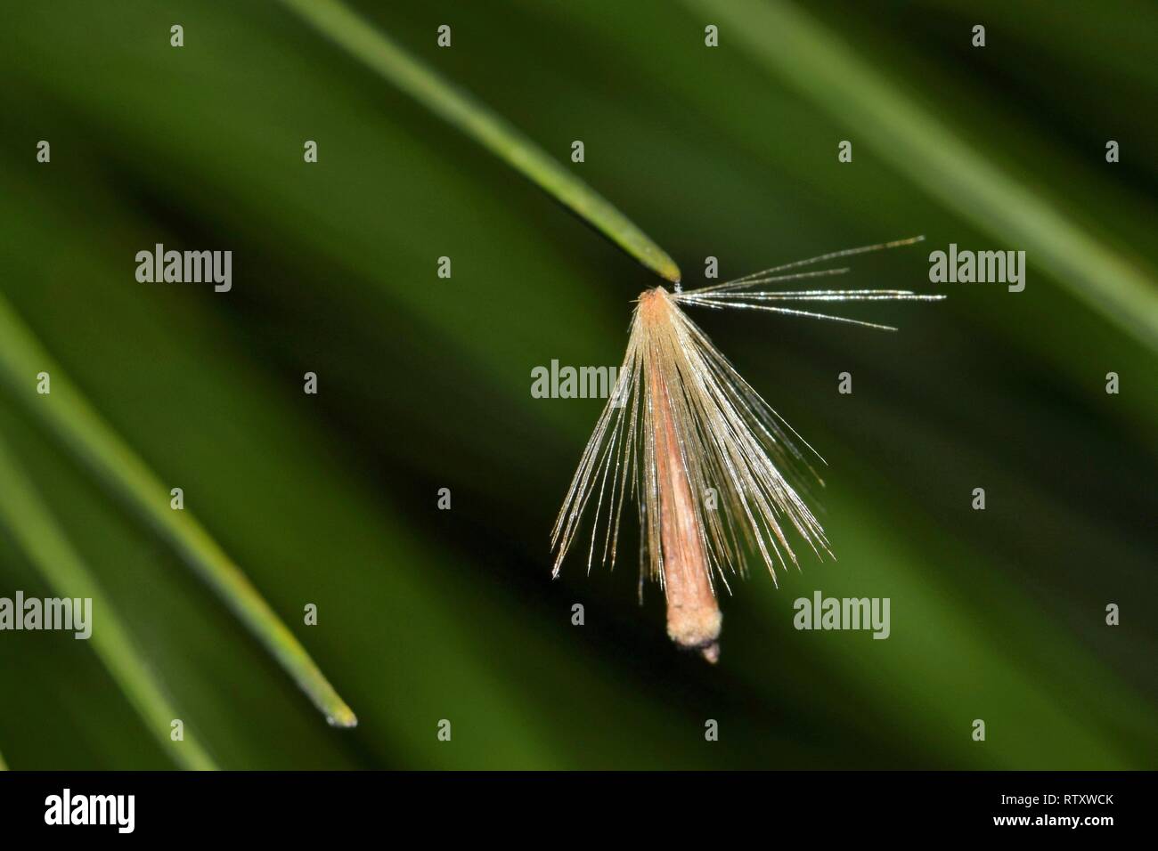 Spore pod hi-res stock photography and images - Alamy