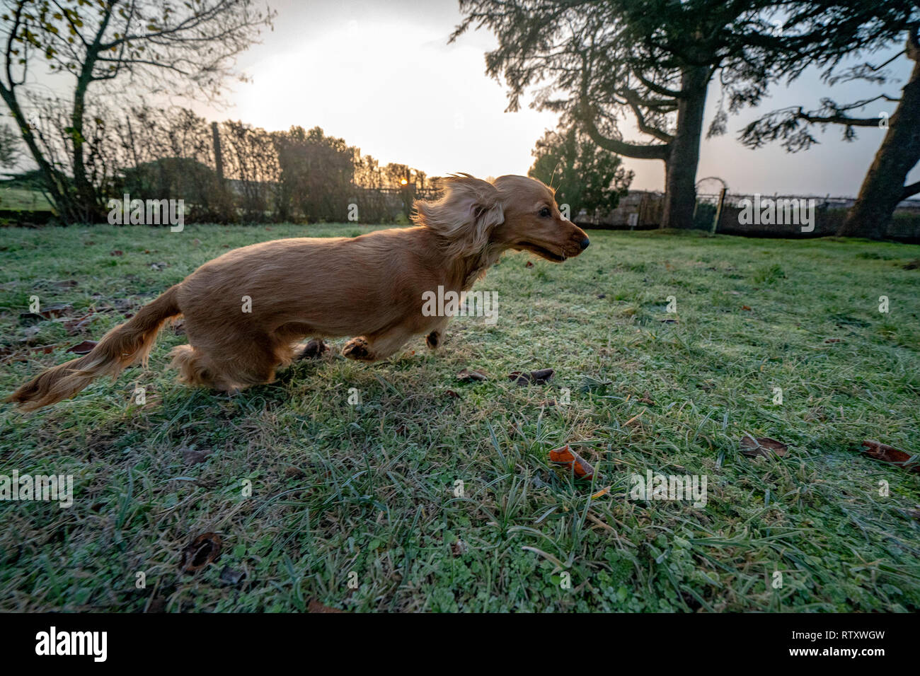 happy puppy dog cocker spaniel jumping in the courtyard Stock Photo - Alamy