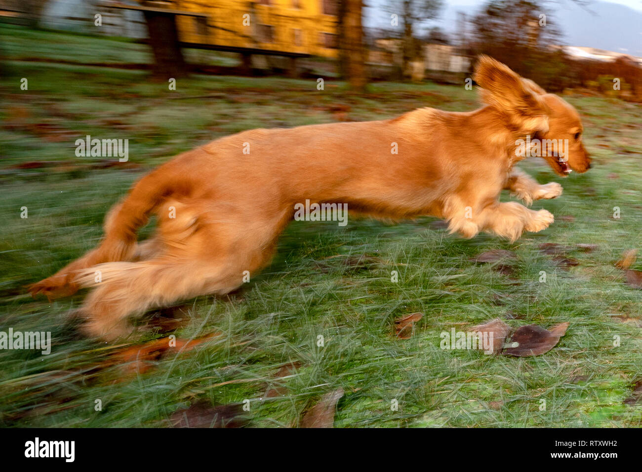 happy puppy dog cocker spaniel jumping in the courtyard Stock Photo - Alamy