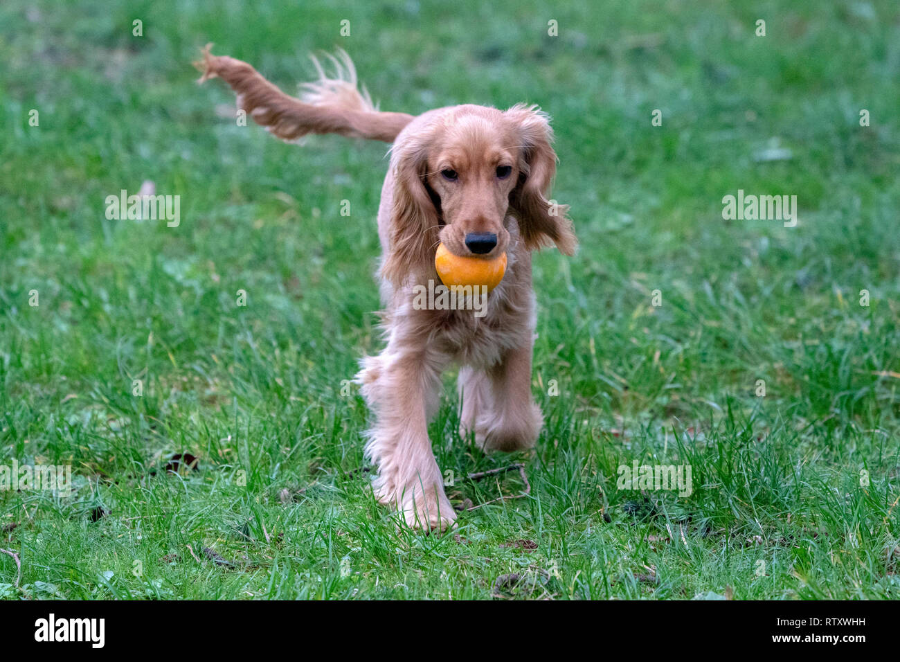 happy puppy dog cocker spaniel jumping in the courtyard Stock Photo - Alamy