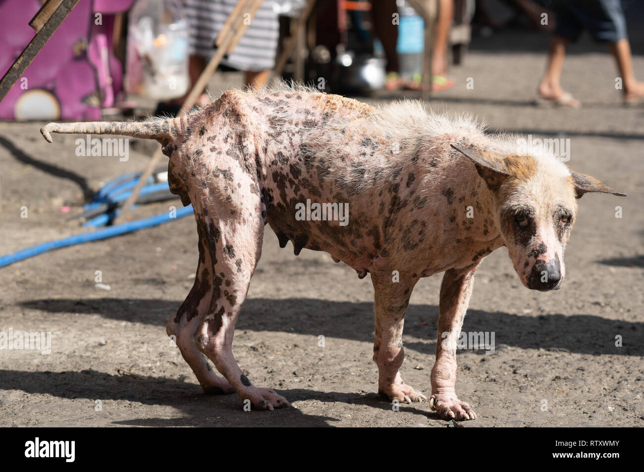 A street dog in the Philippines in poor health showing severe signs of ...