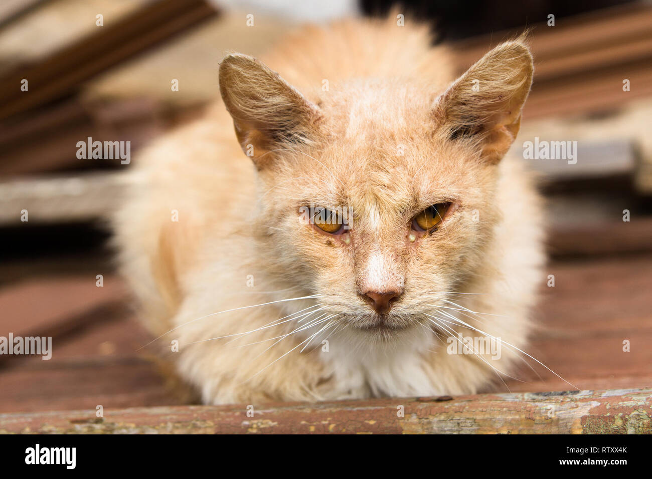 Homeless ugly cat on street hi-res stock photography and images - Alamy
