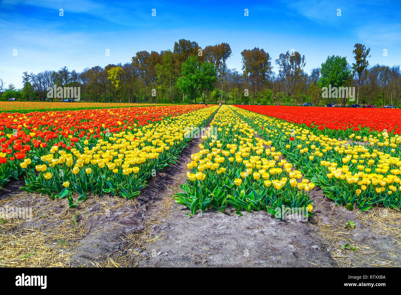 Breathtaking spring landscape with Dutch flower gardens. Colorful ...