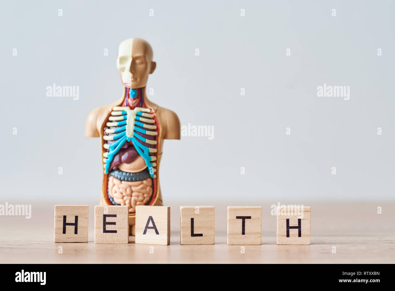 Anatomical model internal organs human hi-res stock photography and ...