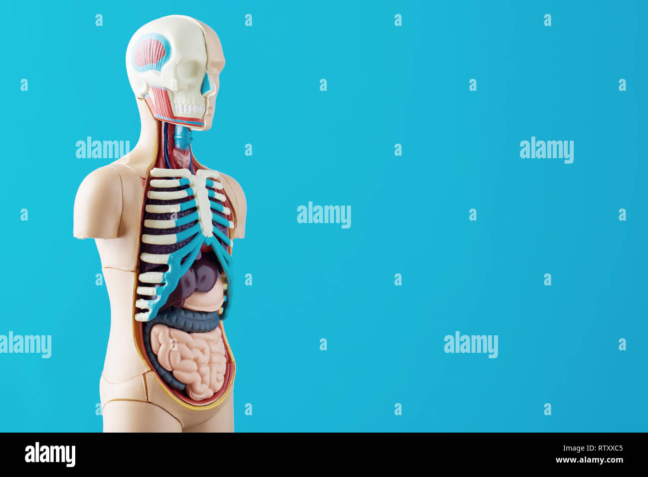 Anatomical model of human body with internal organs on blue background ...